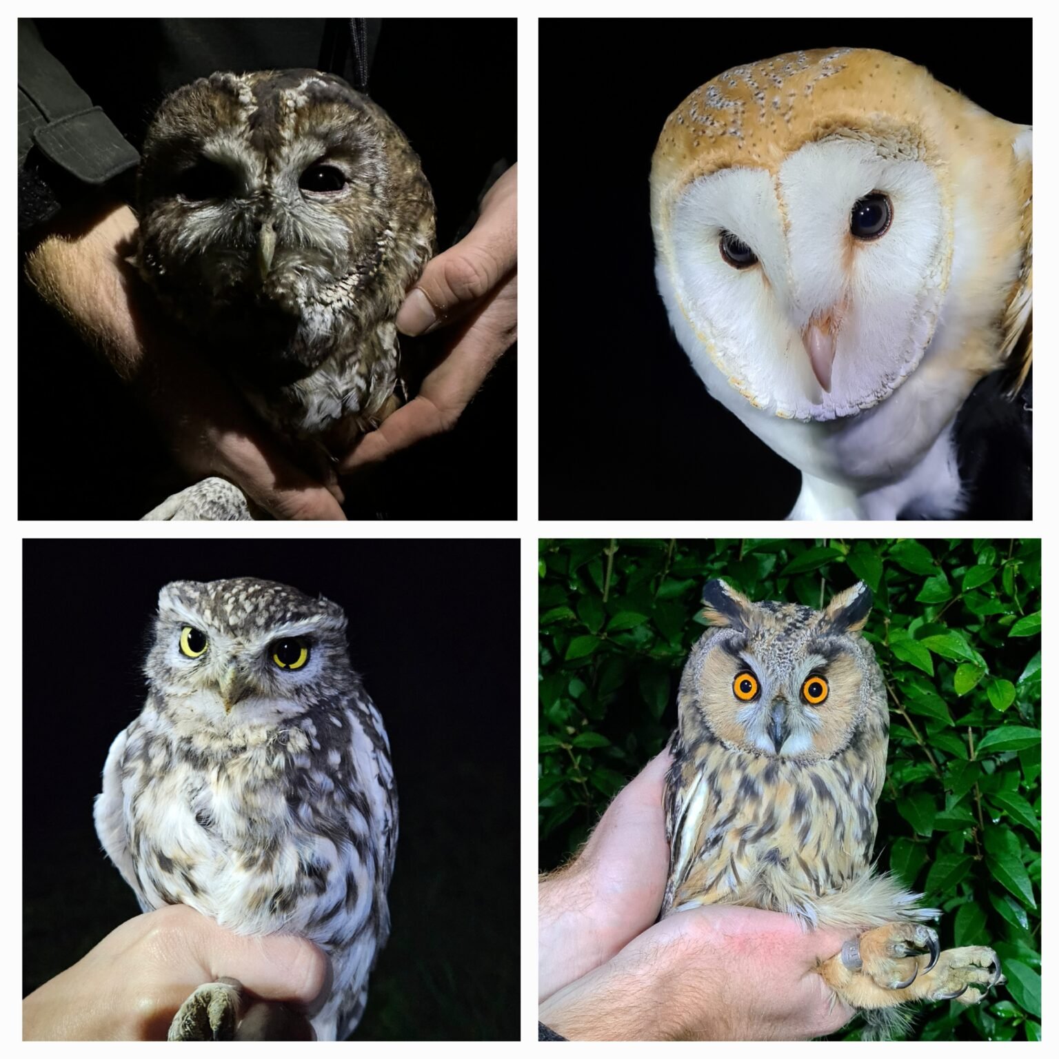 Owl Prowl – Jack Baddams